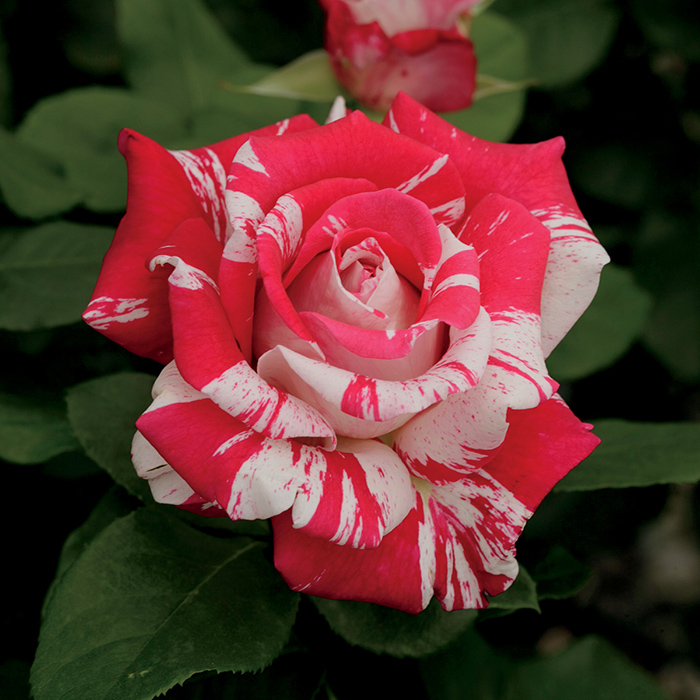 Popular Rose Types | Jung Seed Gardening Blog