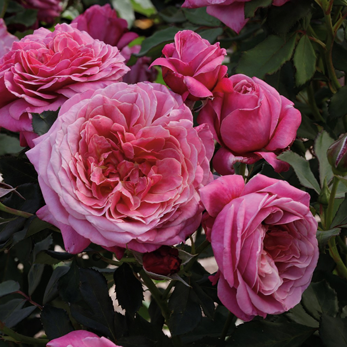 Popular Rose Types | Jung Seed Gardening Blog