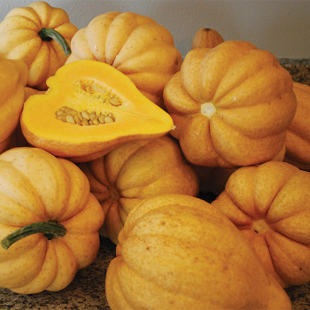 Squash and Pumpkins - Growing Tips | Jung Seed Gardening Blog