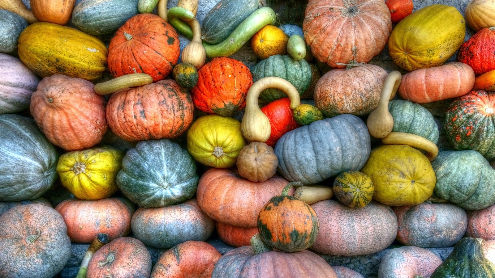 Squash and Pumpkins - Growing Tips | Jung Seed Gardening Blog