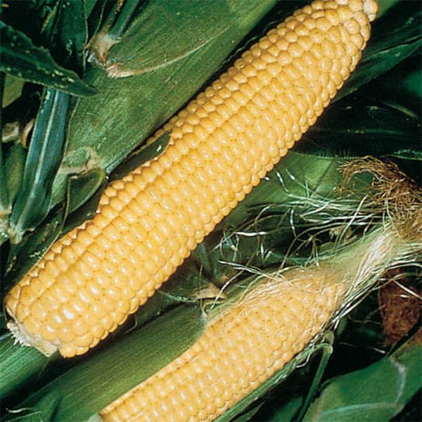 Growing Sweet Corn | Jung Seed’s Gardening Blog