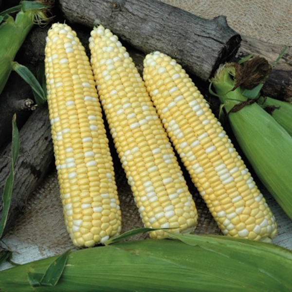 Growing Sweet Corn | Jung Seed’s Gardening Blog