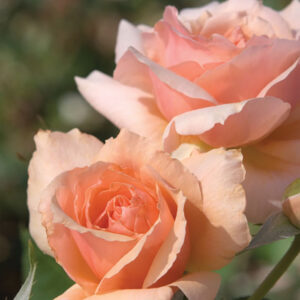 15 New Rose Varieties For Spring 2021 | Jung Seed’s Gardening Blog