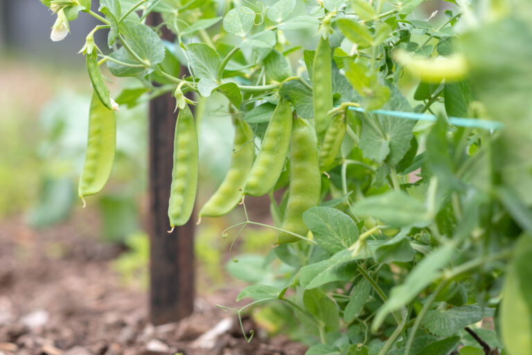 Growing Perfect Peas | Jung Seed’s Gardening Blog