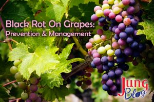 Black Rot On Grapes | Jung Seed’s Gardening Blog