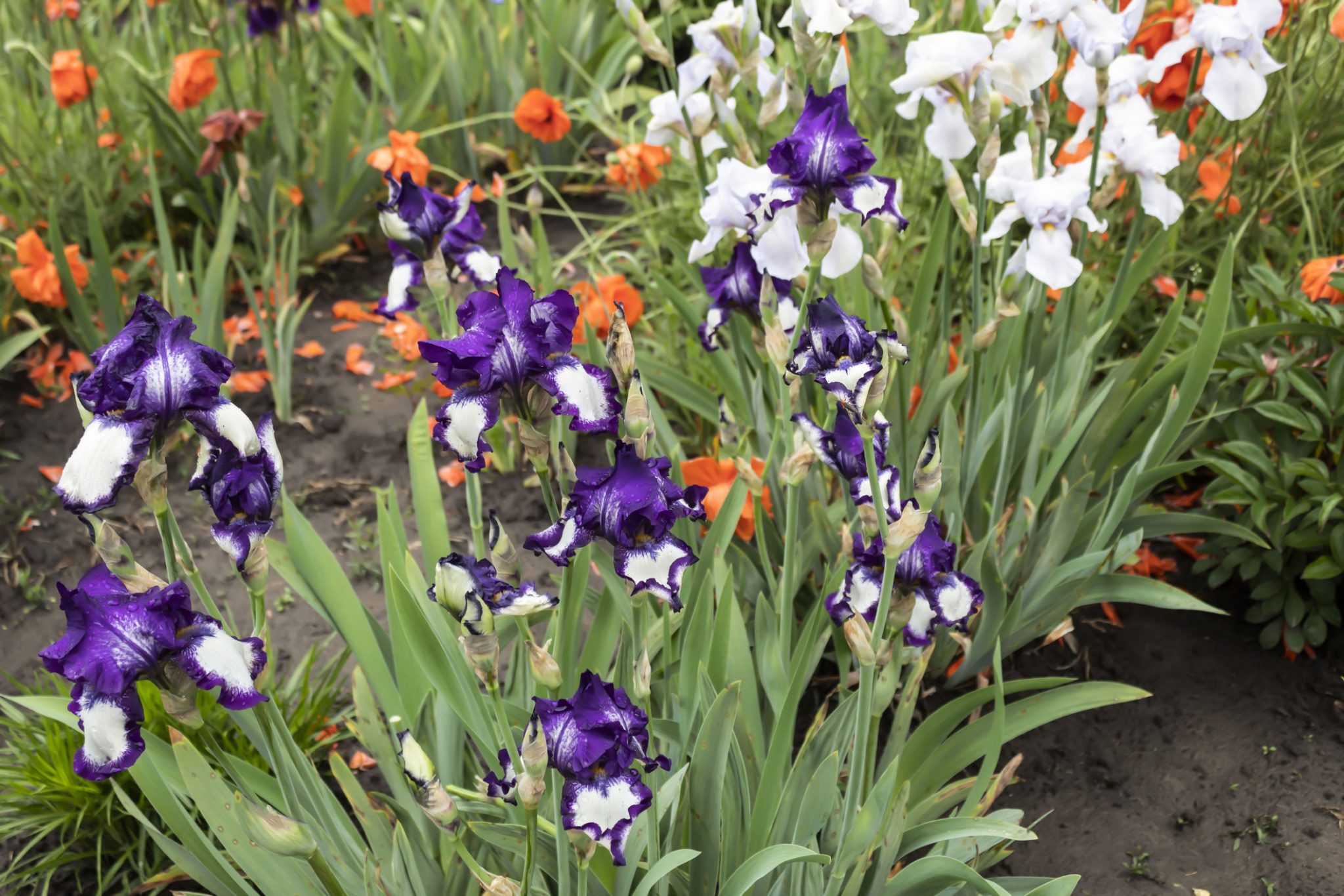 Iris Growing Guide Jung Seeds Gardening Blog
