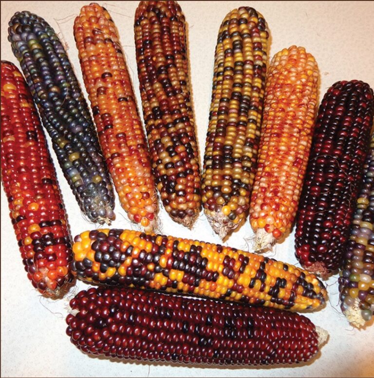 Popcorn Growing Guide | Jung Seed Gardening Blog