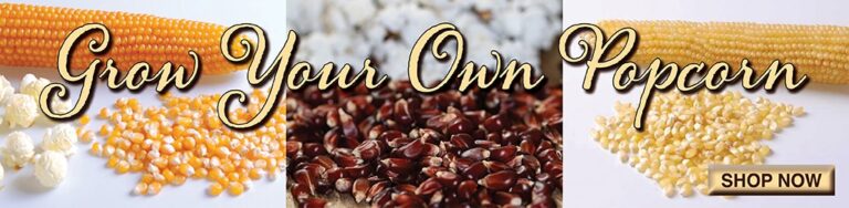 Popcorn Growing Guide | Jung Seed Gardening Blog