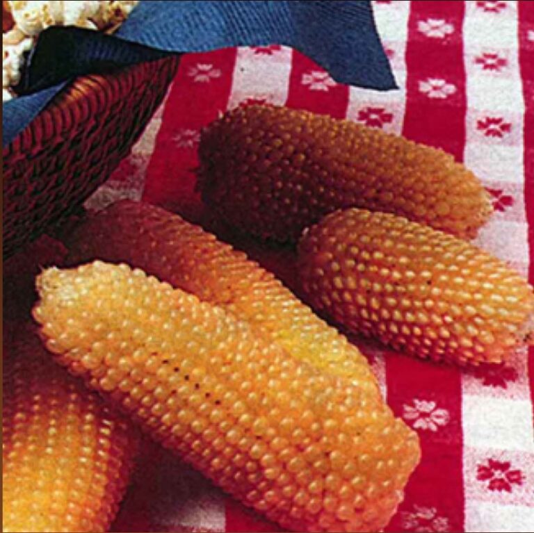 Popcorn Growing Guide | Jung Seed Gardening Blog