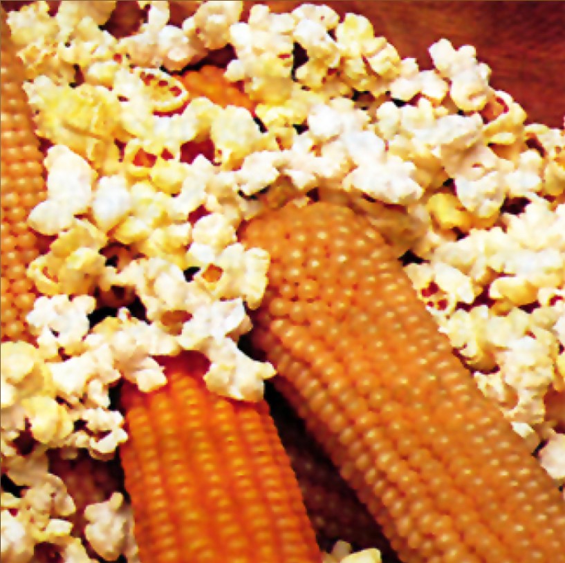 Popcorn Growing Guide | Jung Seed Gardening Blog