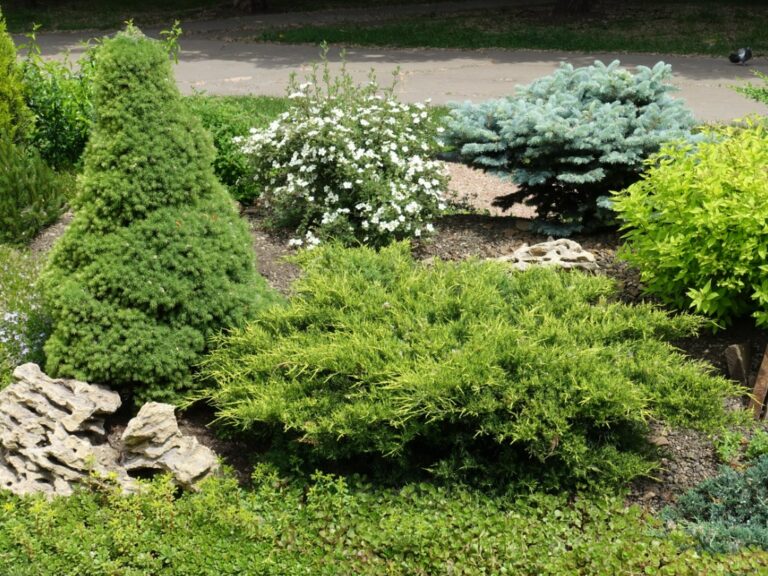 8 Popular Evergreens To Grow | Jung Seed Gardening Blog
