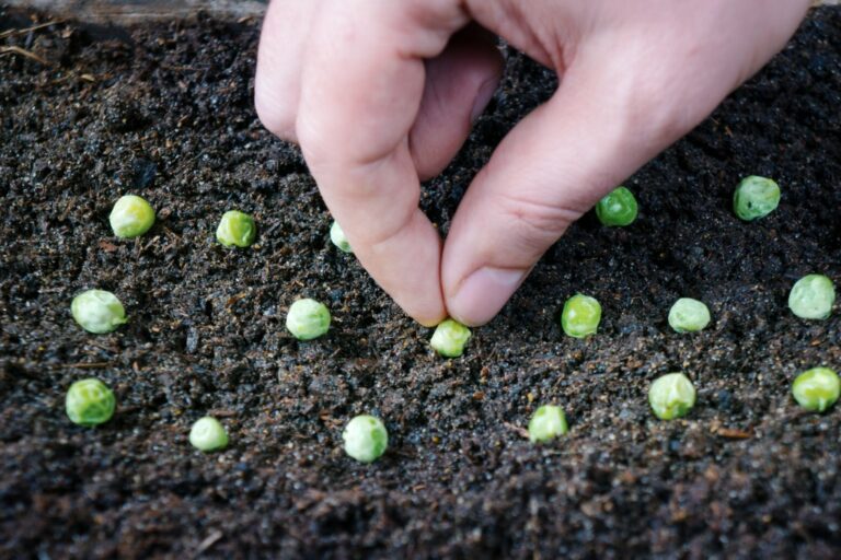 Easy Peasy Guide To Growing Peas | Jung Seed Gardening Blog