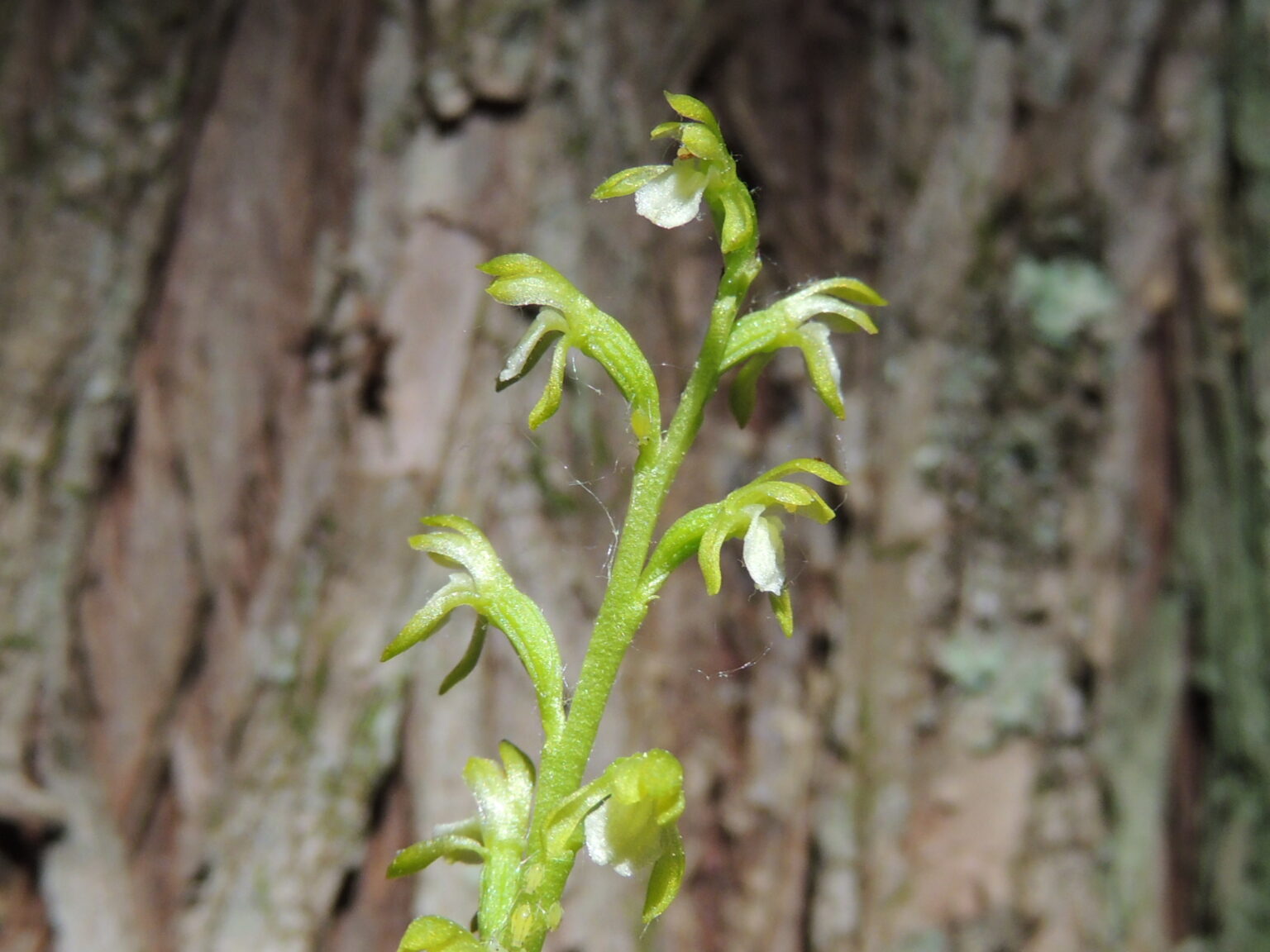 The Beauty of Orchids | Jung Seed Gardening Blog